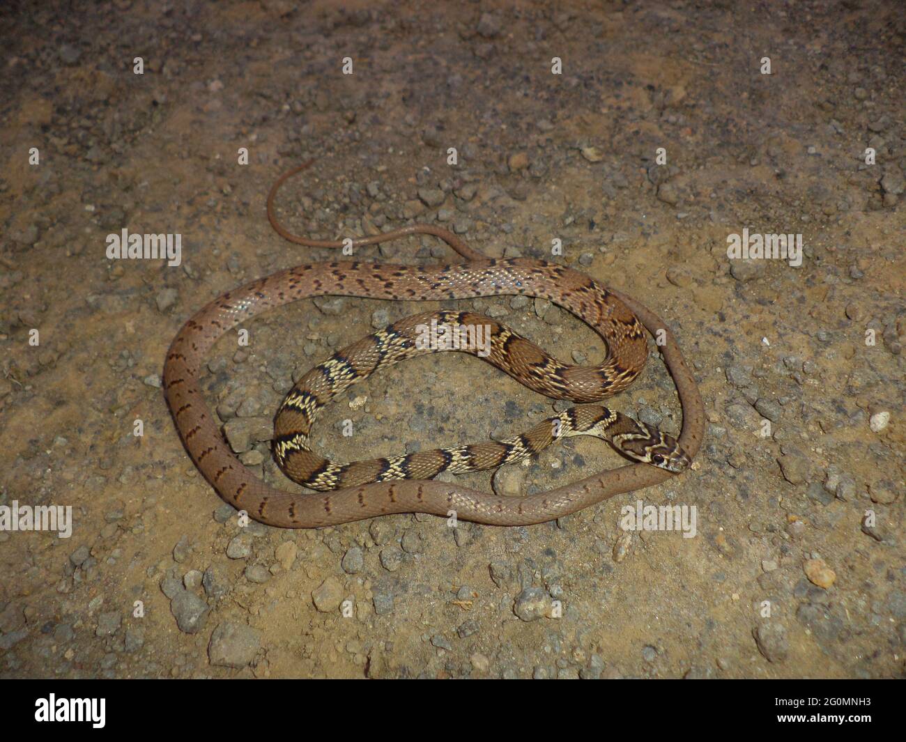 Commonly known as the graceful racer or slender racer hi-res stock ...