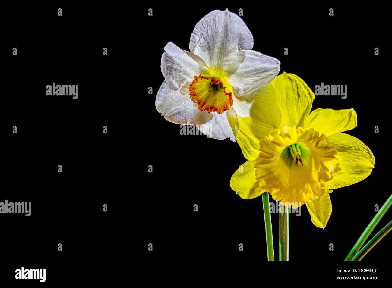 Two daffodils hi-res stock photography and images - Alamy
