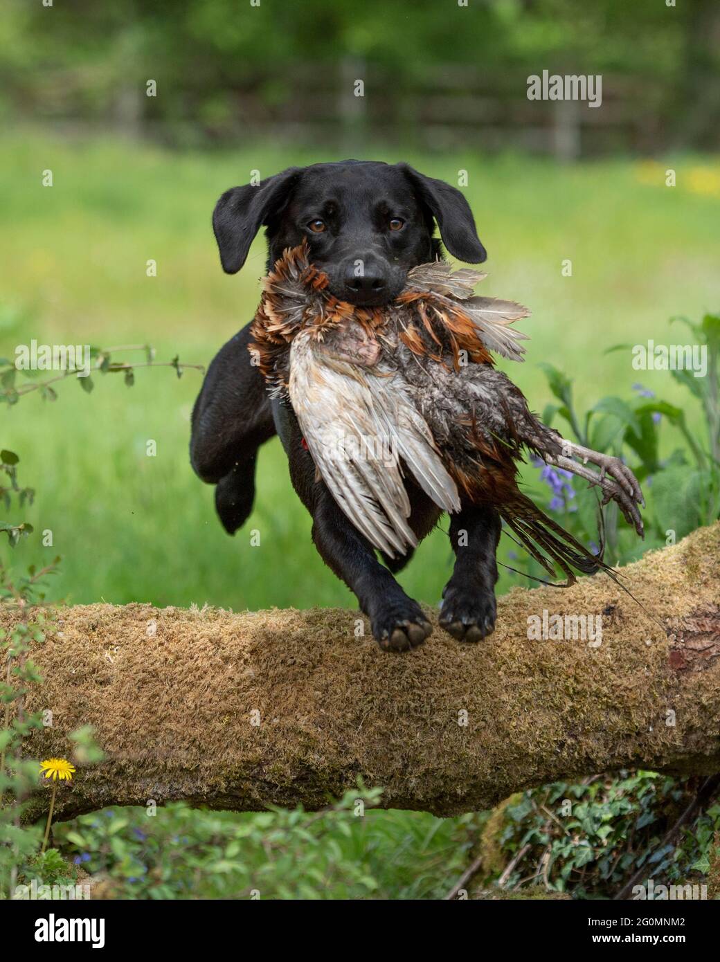 black labrador retriever jumping a log with a shot pheasant Stock Photo ...