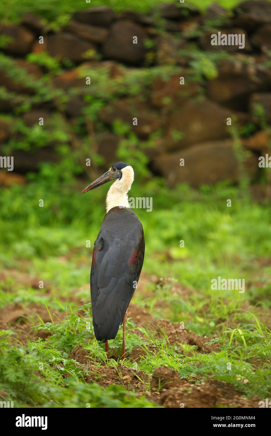 African woolly necked stork hi-res stock photography and images - Alamy