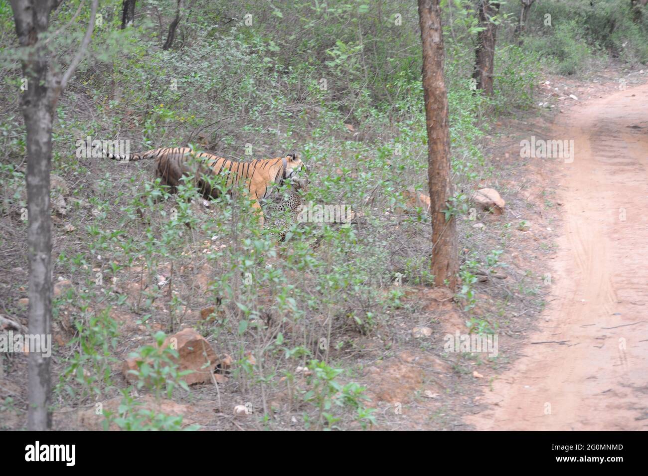 The tigress, named ST3 (Sariska tiger number 3) emerges from the ...