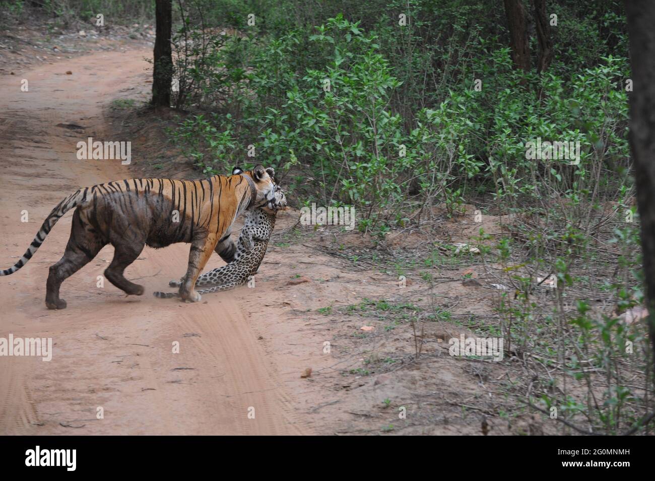 The tigress drags the dead leopard across the path, just a few feet ...