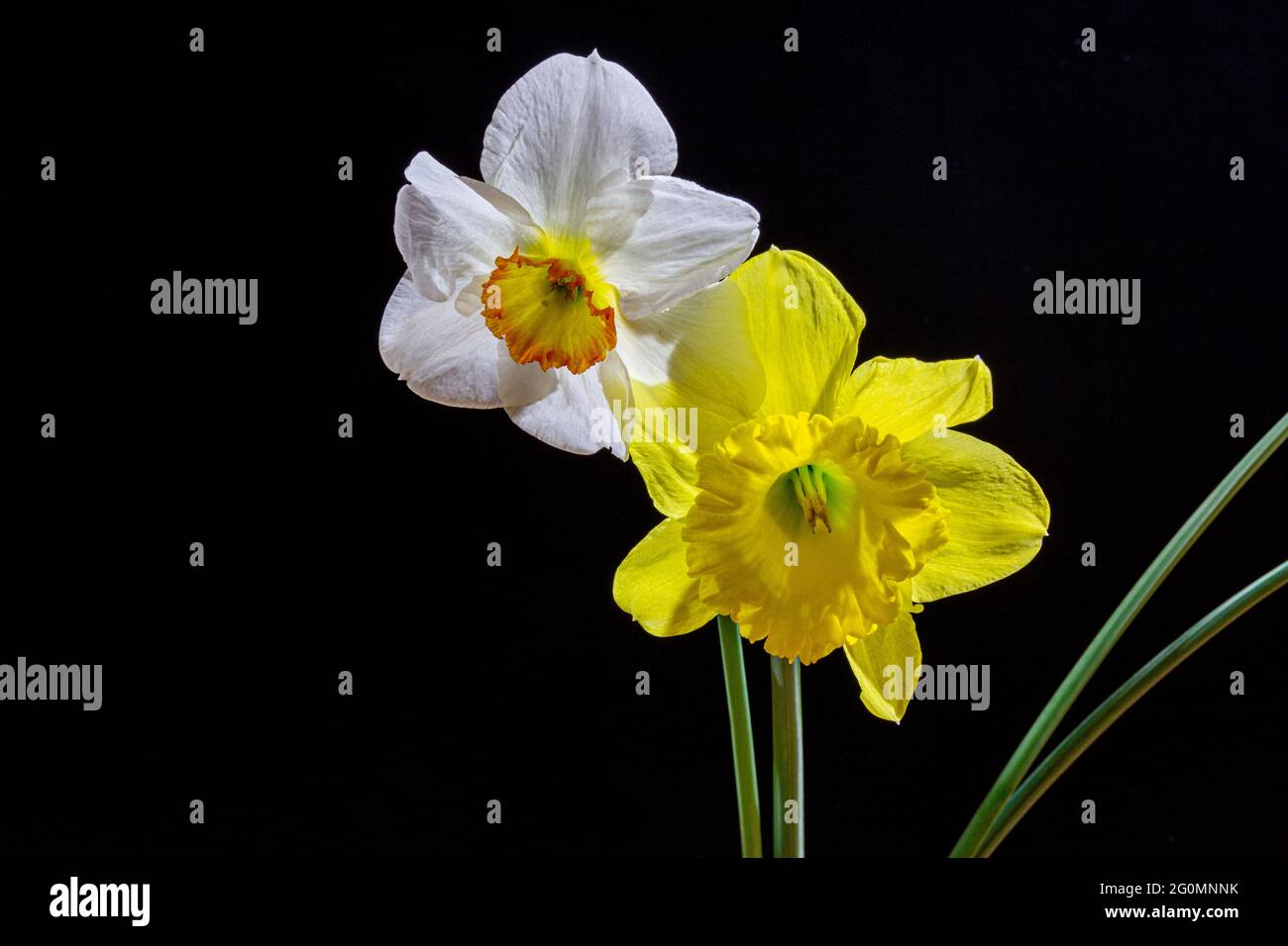Two daffodils hi-res stock photography and images - Alamy