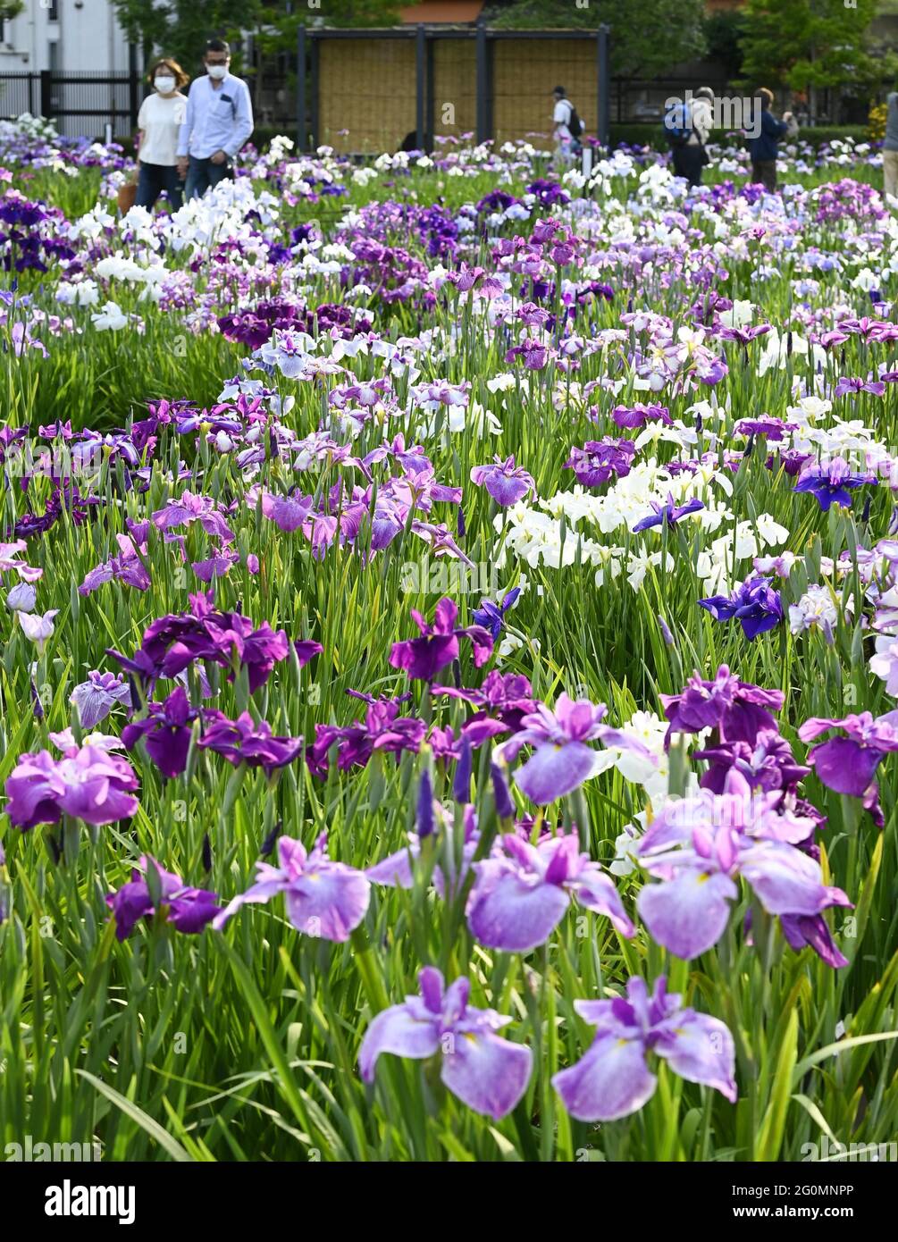 Japanese iris flowers are in full bloom at Horikiri Shobu-En garden in ...