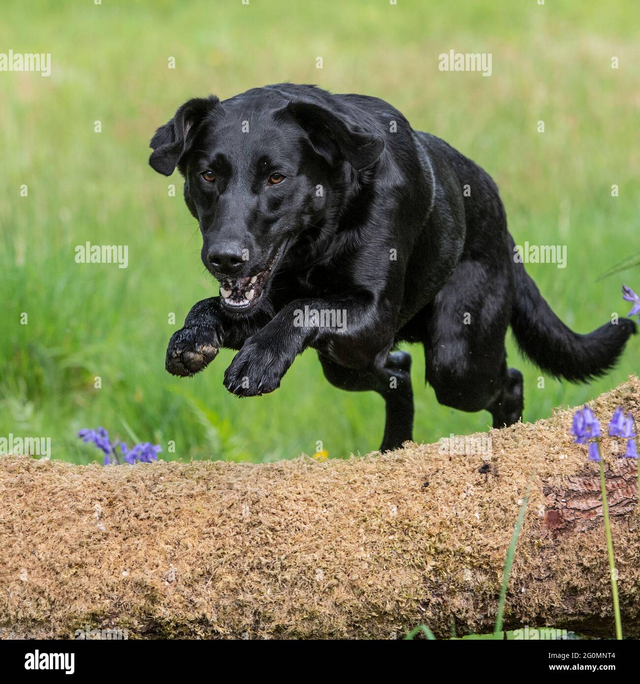 Dog happy jumping running labrador hi-res stock photography and images ...