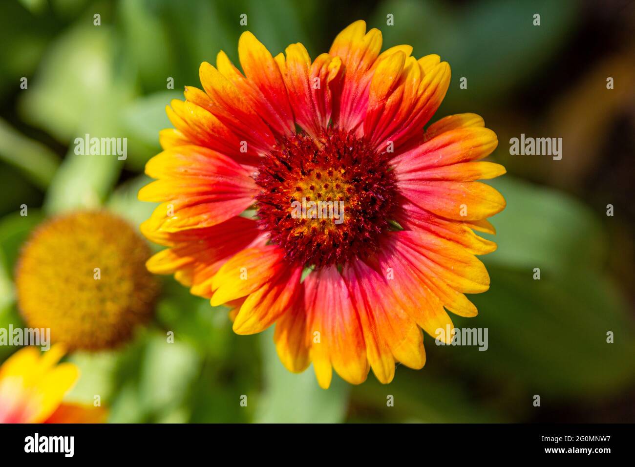 Gerbera. Spring flowers in the gerber garden Stock Photo - Alamy