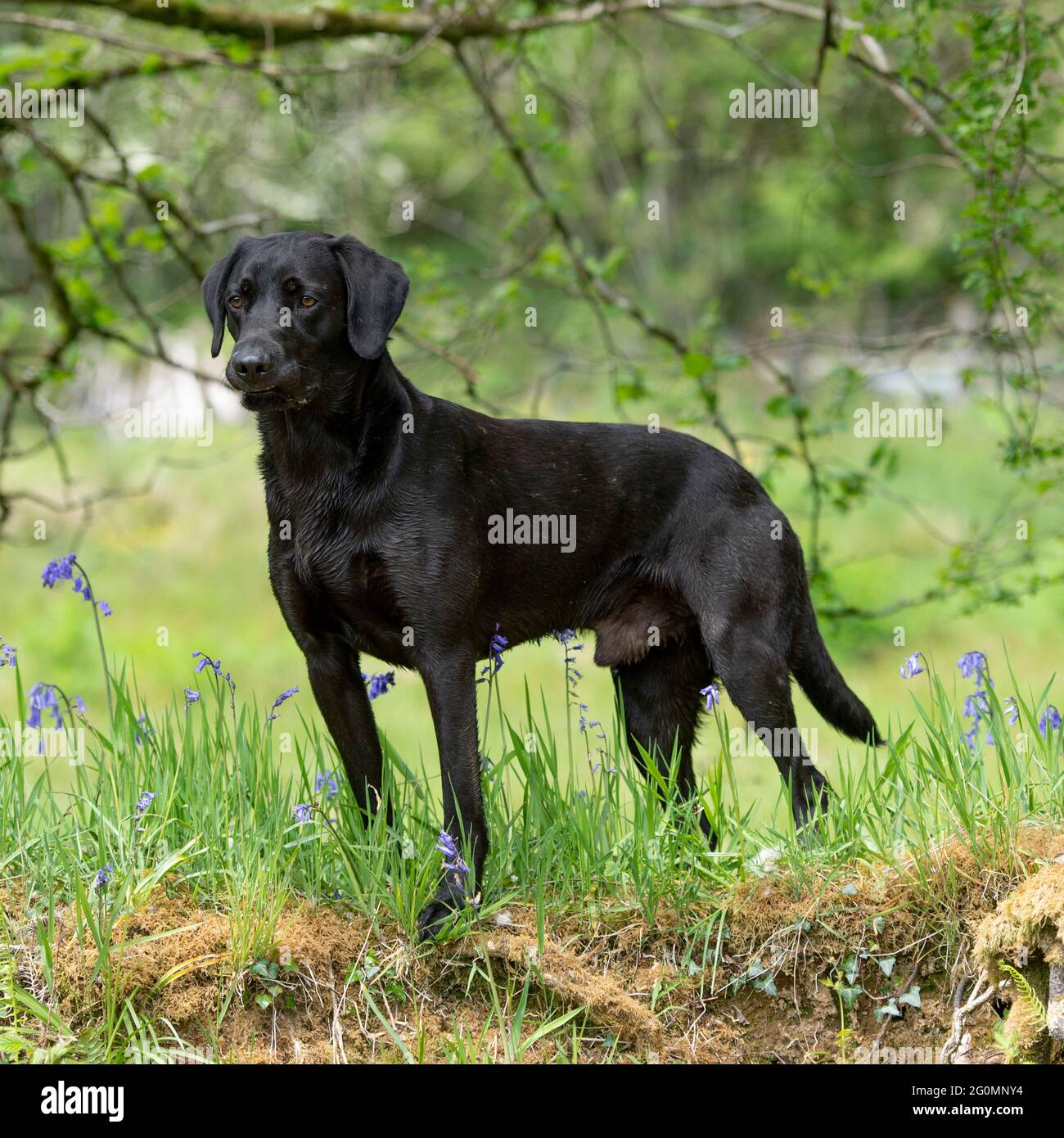 Black labrador standing up hi-res stock photography and images - Alamy