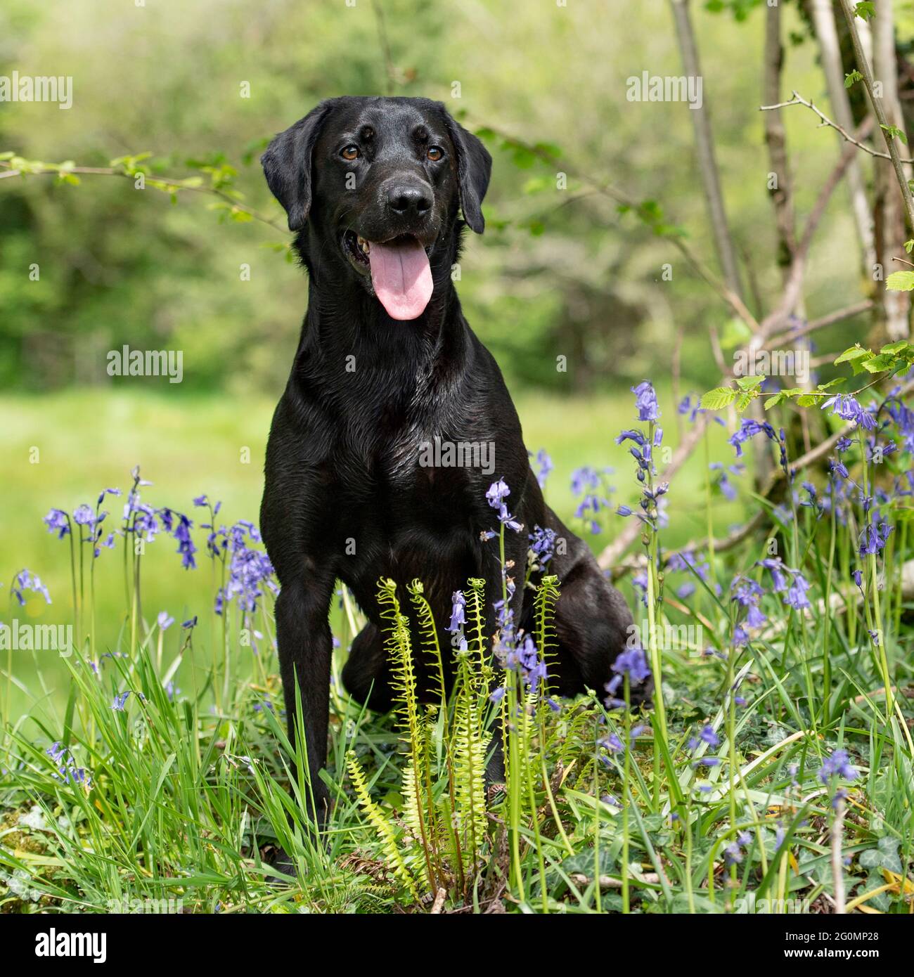 BLACK LABRADOR RETRIEVER Stock Photo - Alamy