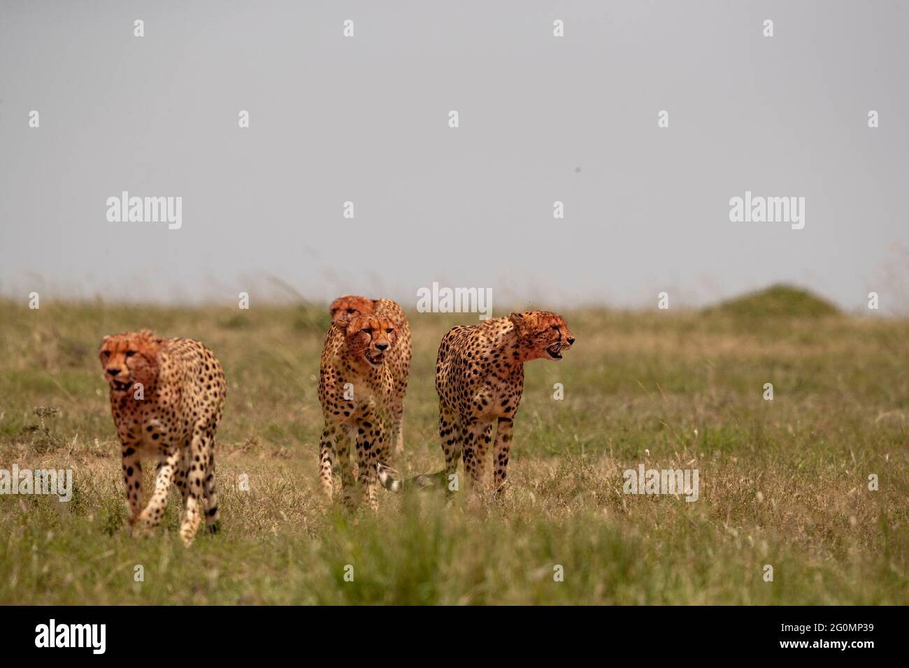The Fast-Five or Famous Five Tano Bora males are the best known ...