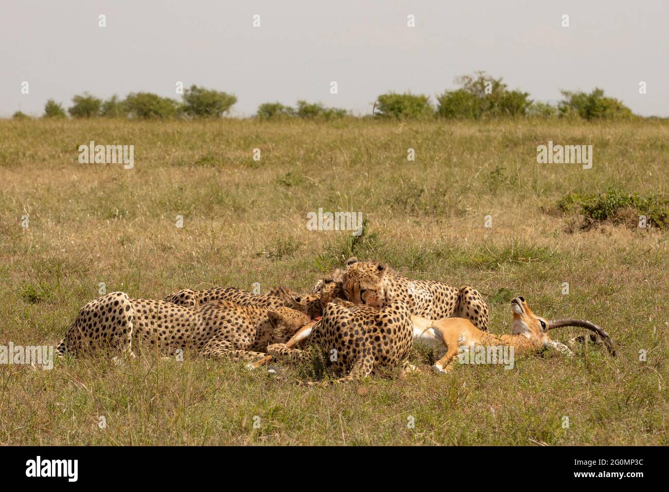 The photographer Tapan Sheth was crowned the winner of Nature?s Best ...