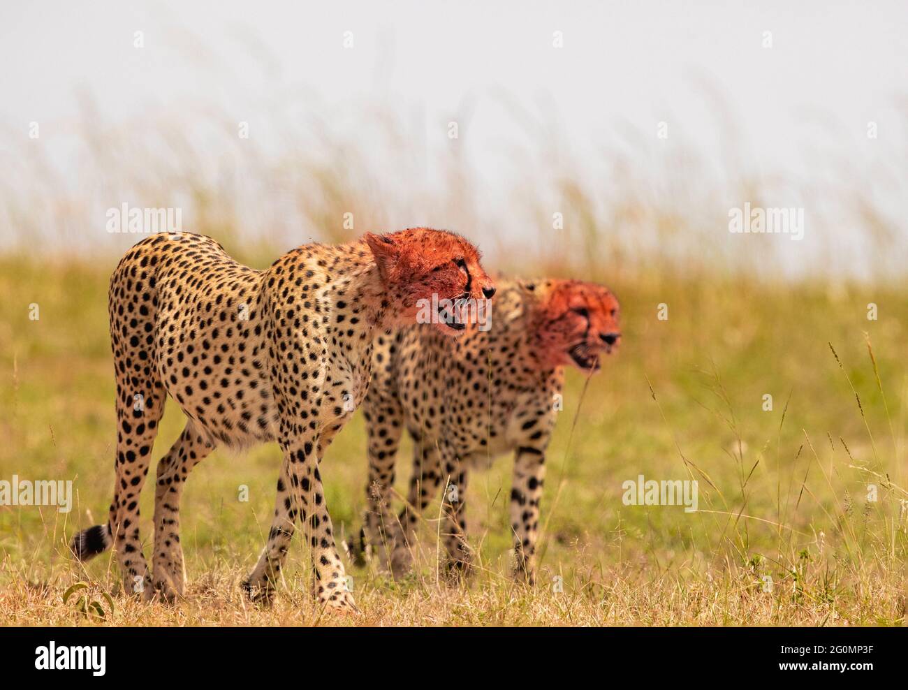 Cheetah Predators