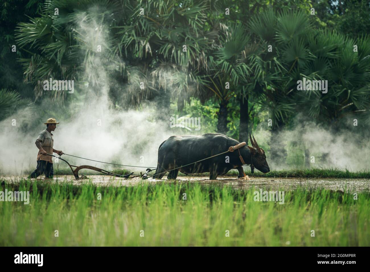 Asian farmer using buffalo plowing rice field, Thai man using the ...