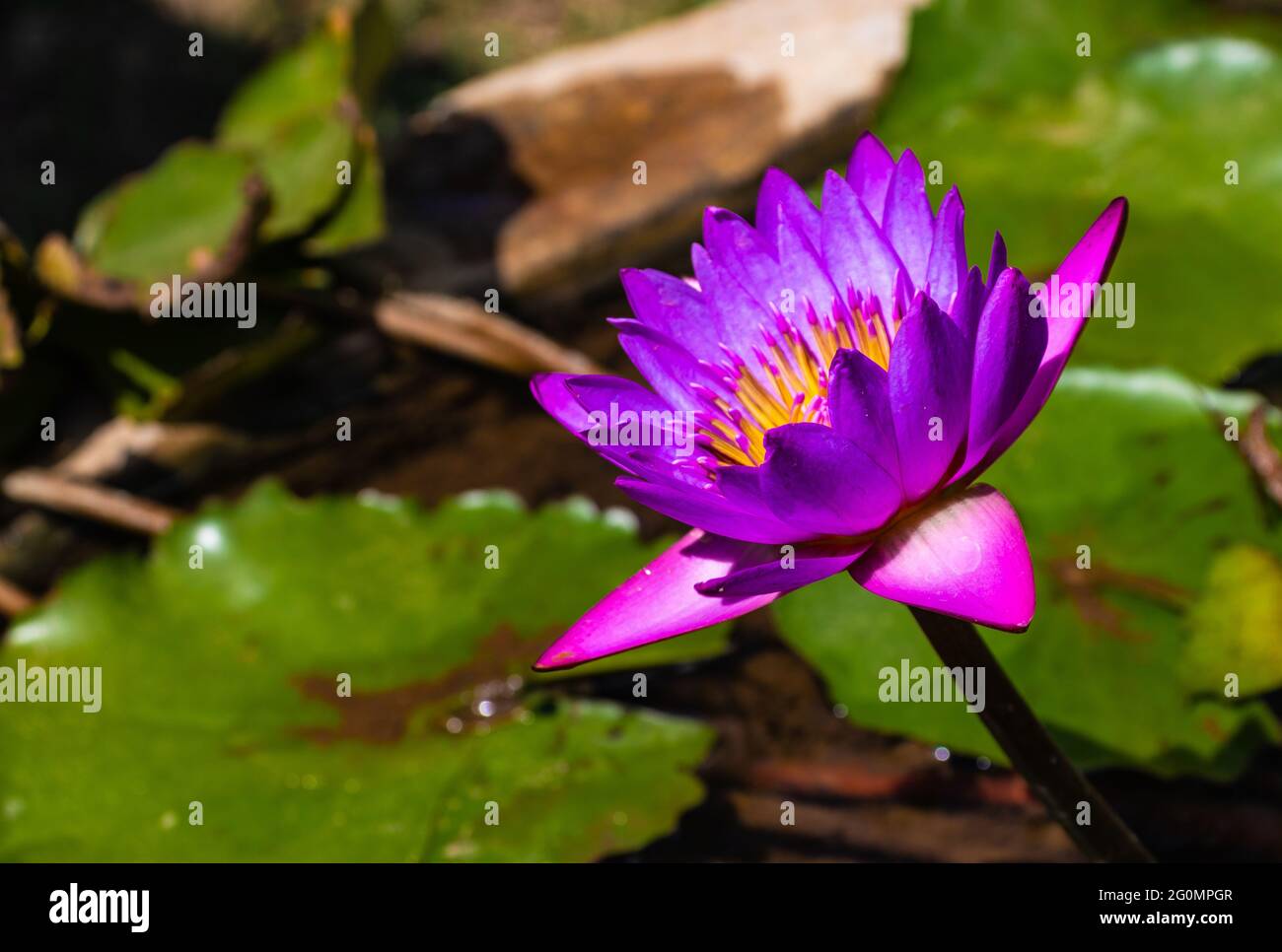 Flower lotus in close up with details. It has the nice texture and ...