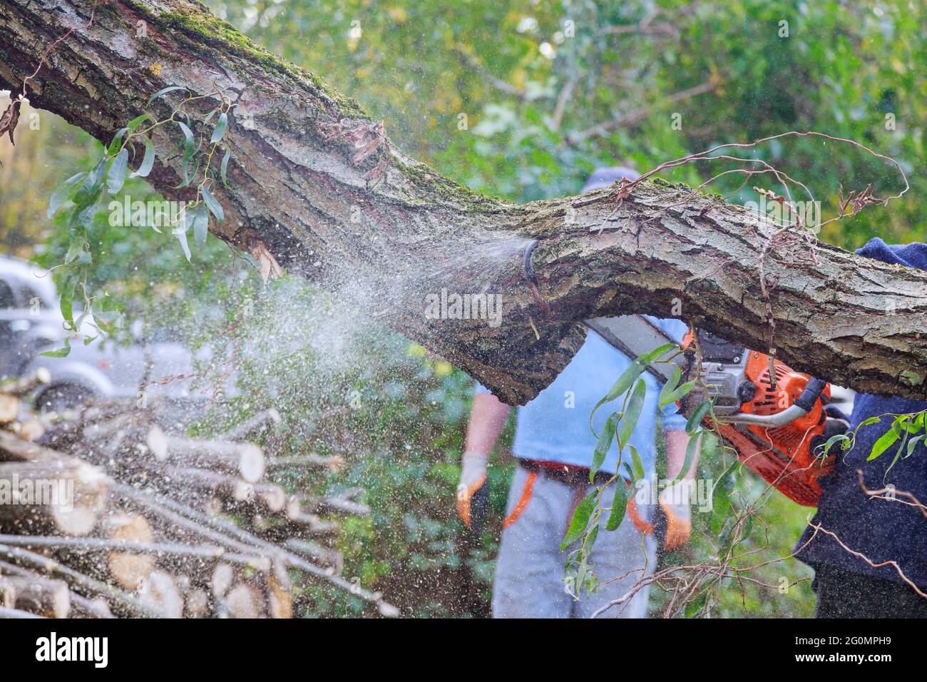 Tree falling in broken the tree after a hurricane cut with a chainsaw ...