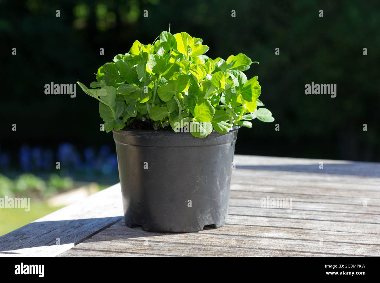 Growing pea shoots in hi-res stock photography and images - Alamy