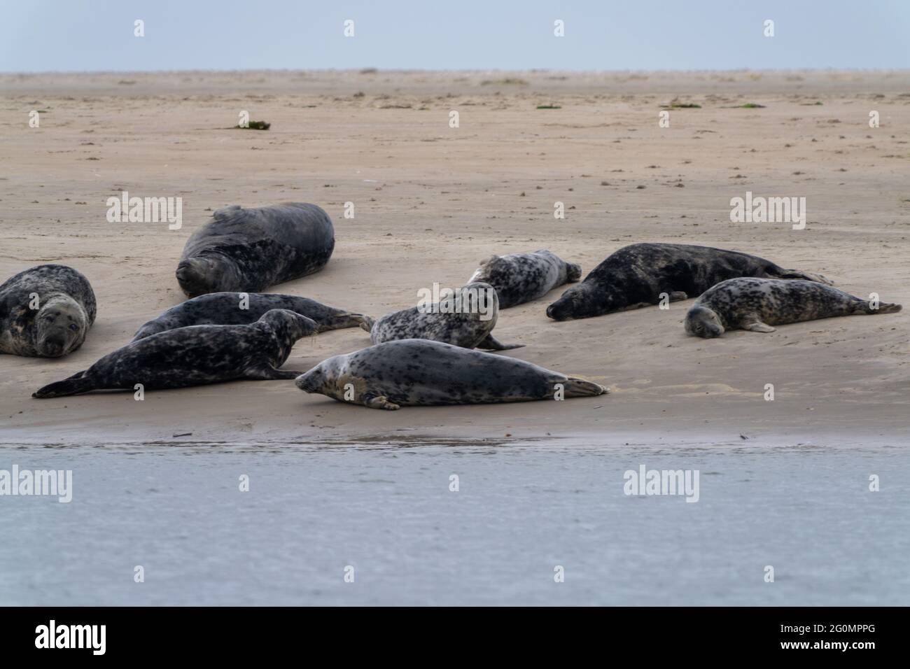 A colony of gray seals basking in the sun on a sand bank in western ...