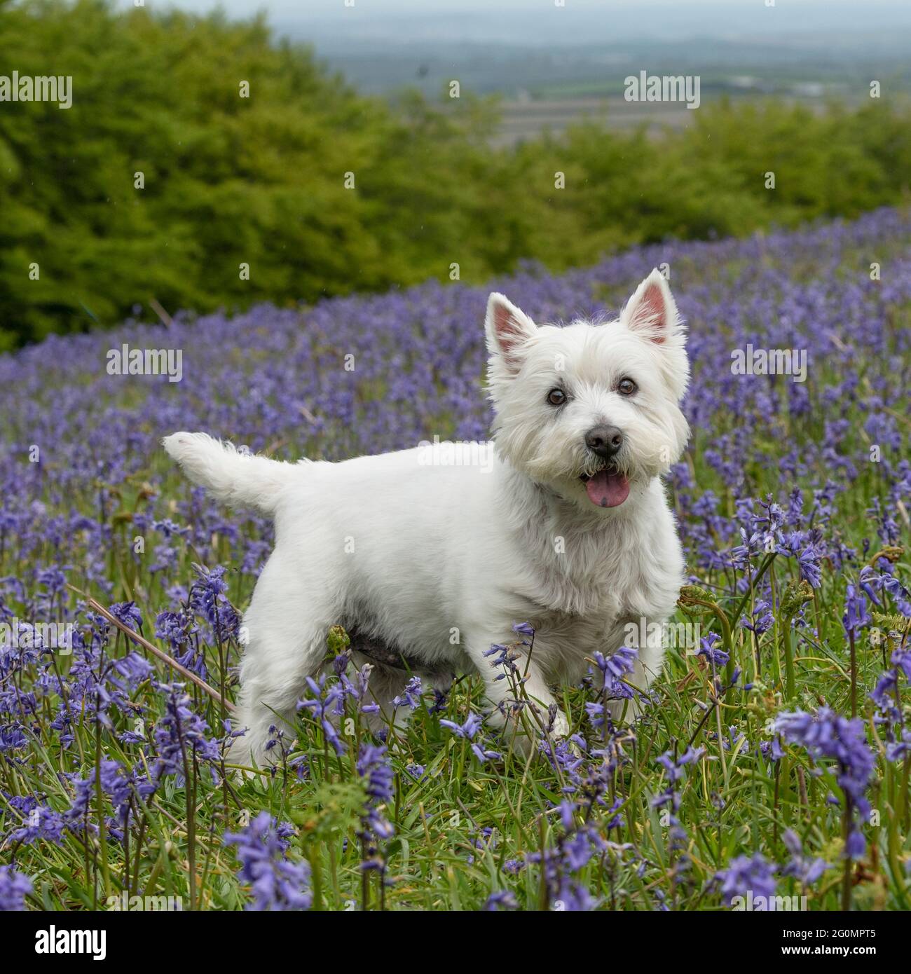 West highland White terrier Stock Photo - Alamy