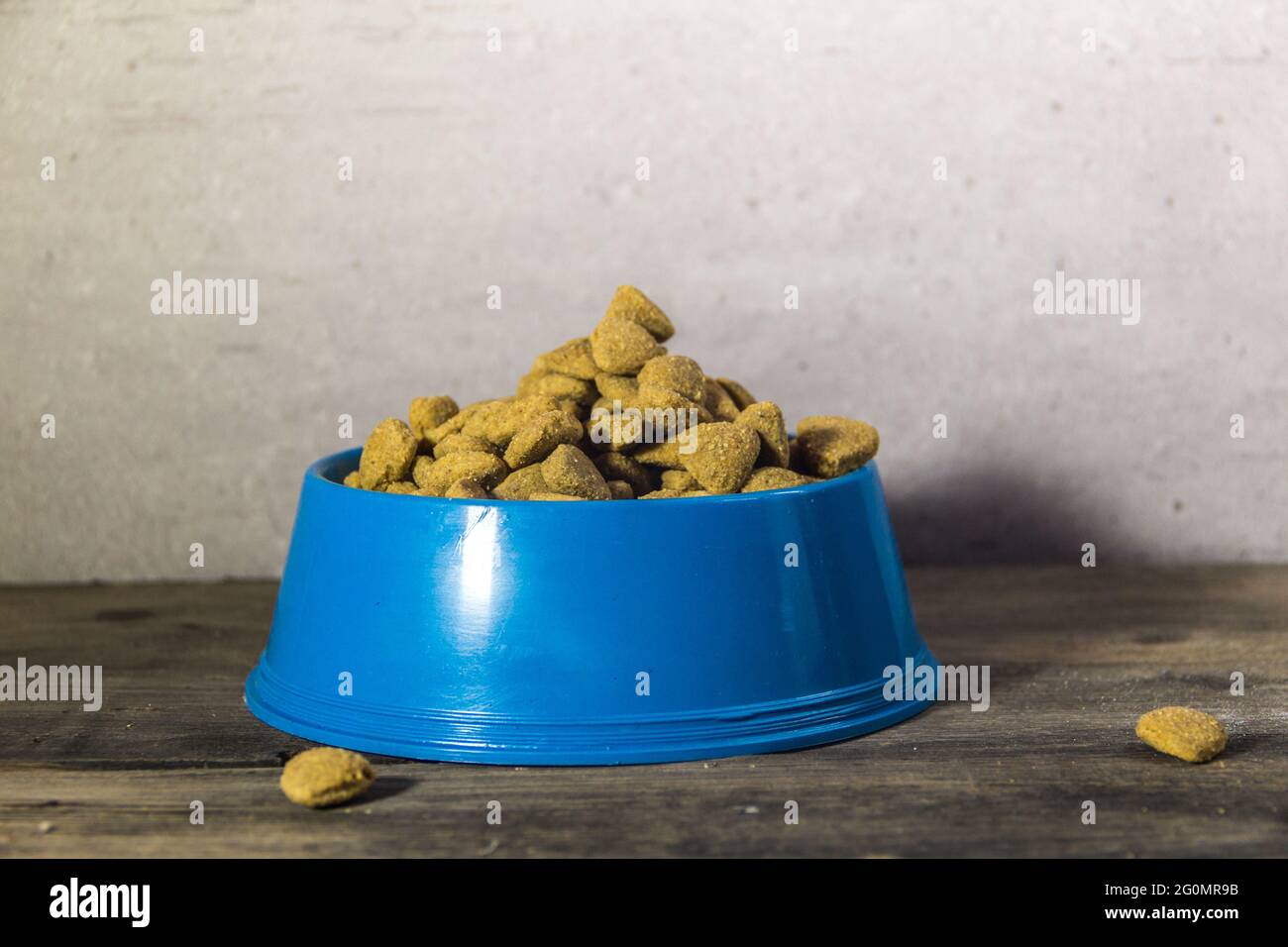 plastic plate with balanced food for dogs and cats Stock Photo - Alamy
