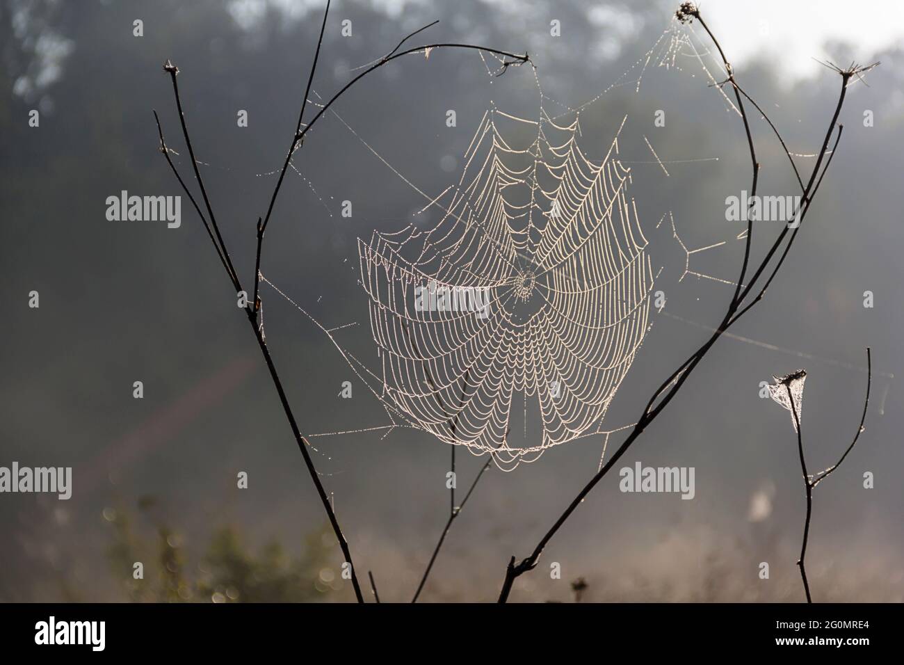 Wet spider net hi-res stock photography and images - Alamy
