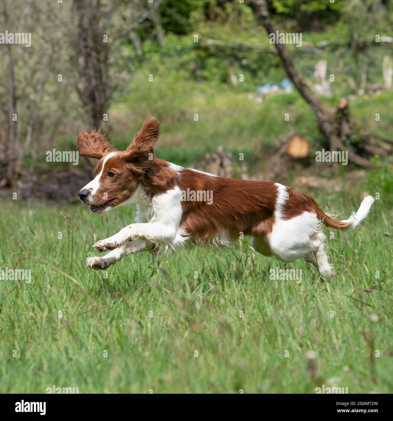 welsh springer spaniel Stock Photo - Alamy