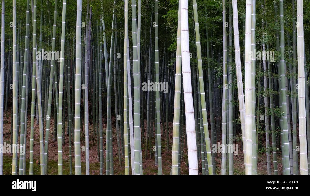Bamboo vegetation with straight and thin stems, at a front angle Stock ...