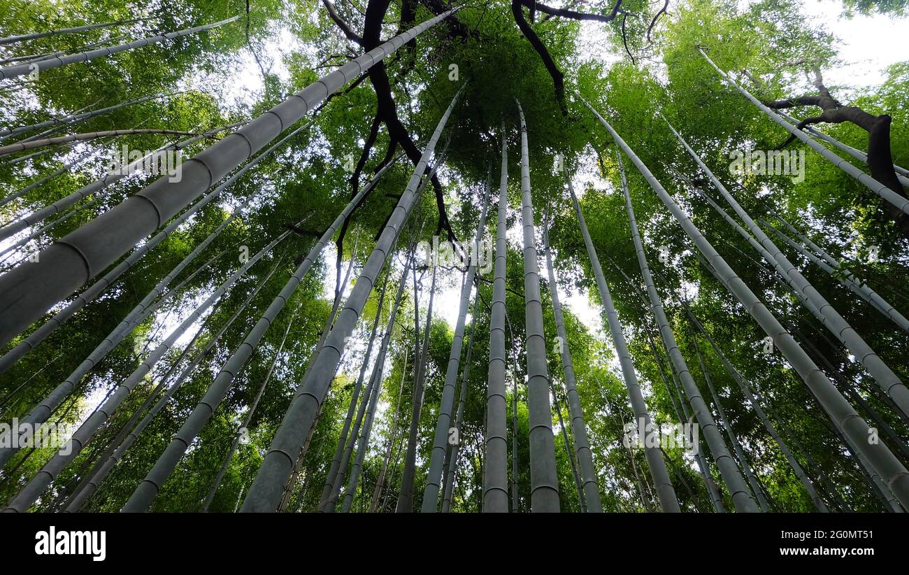 Dense bamboo vegetation, at an upward angle. Taken at Arashiyama, Japan ...