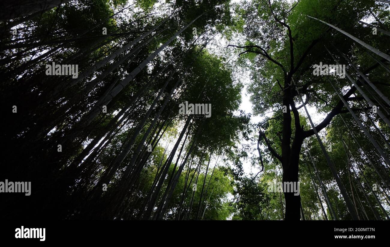 Dense bamboo vegetation at a dark surrounding, at an upward angle ...