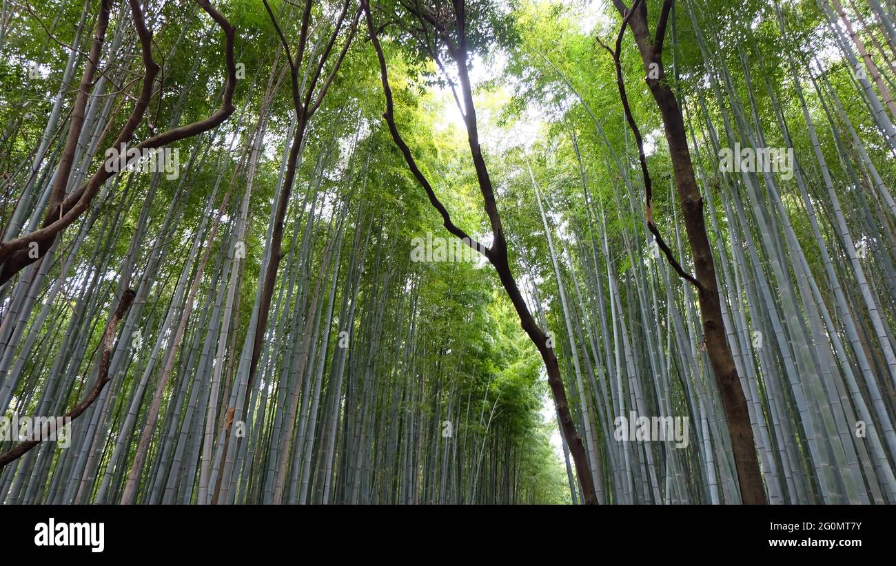 Dense bamboo vegetation, at an upward angle. Taken at Arashiyama, Japan ...