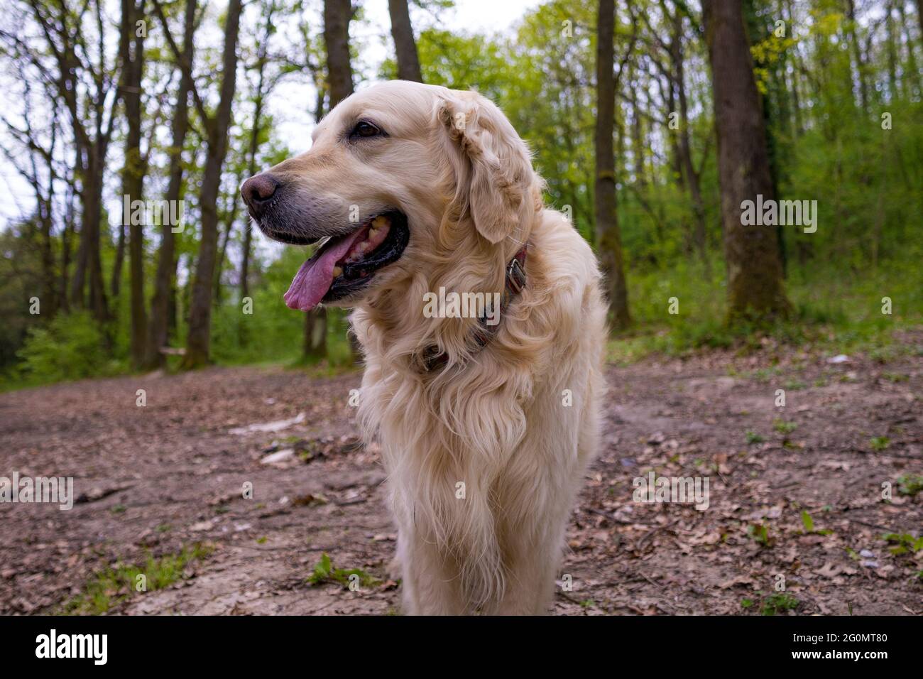 Gold labrador hi-res stock photography and images - Alamy