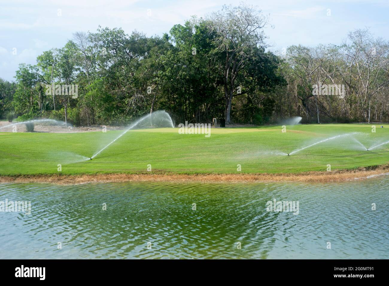 An active sprinkler system on a green golf course. In the background of ...