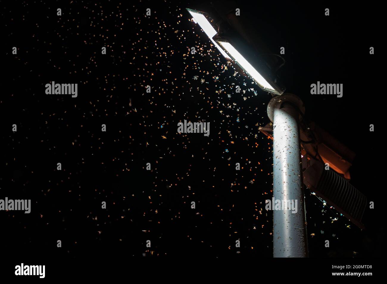 Swarm of insects hi-res stock photography and images - Alamy