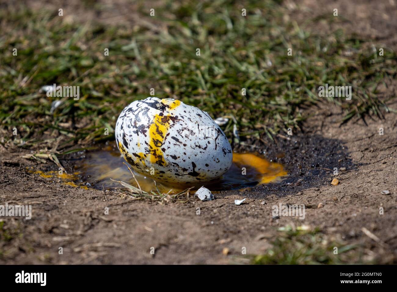 Smashed egg hi-res stock photography and images - Alamy