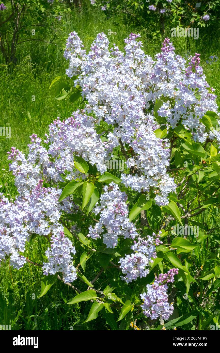 Eisenhower dwight plant hi-res stock photography and images - Alamy