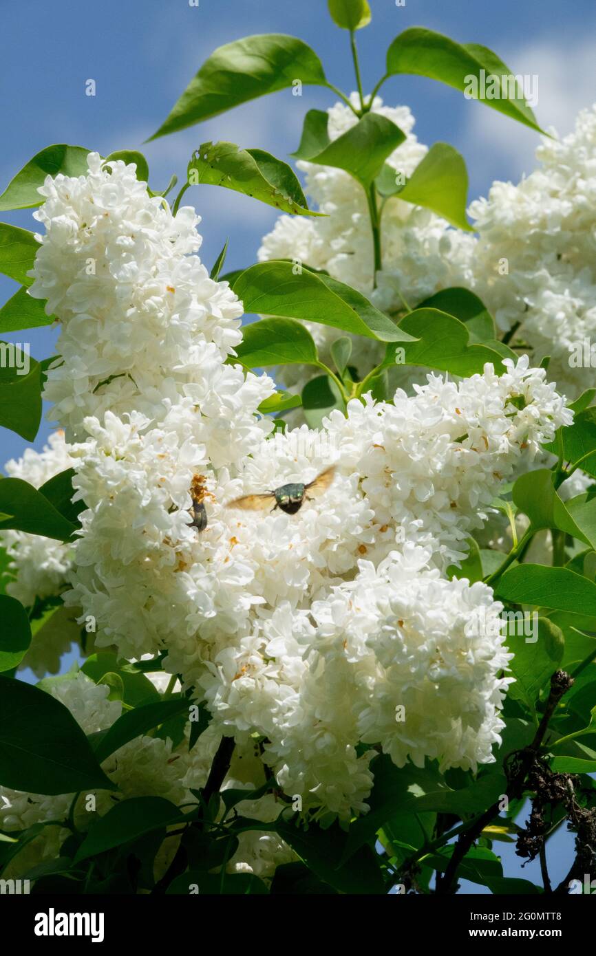 Syringa Souvenir d Alice Harding White,Syringa Spring Flowering Shrub ...