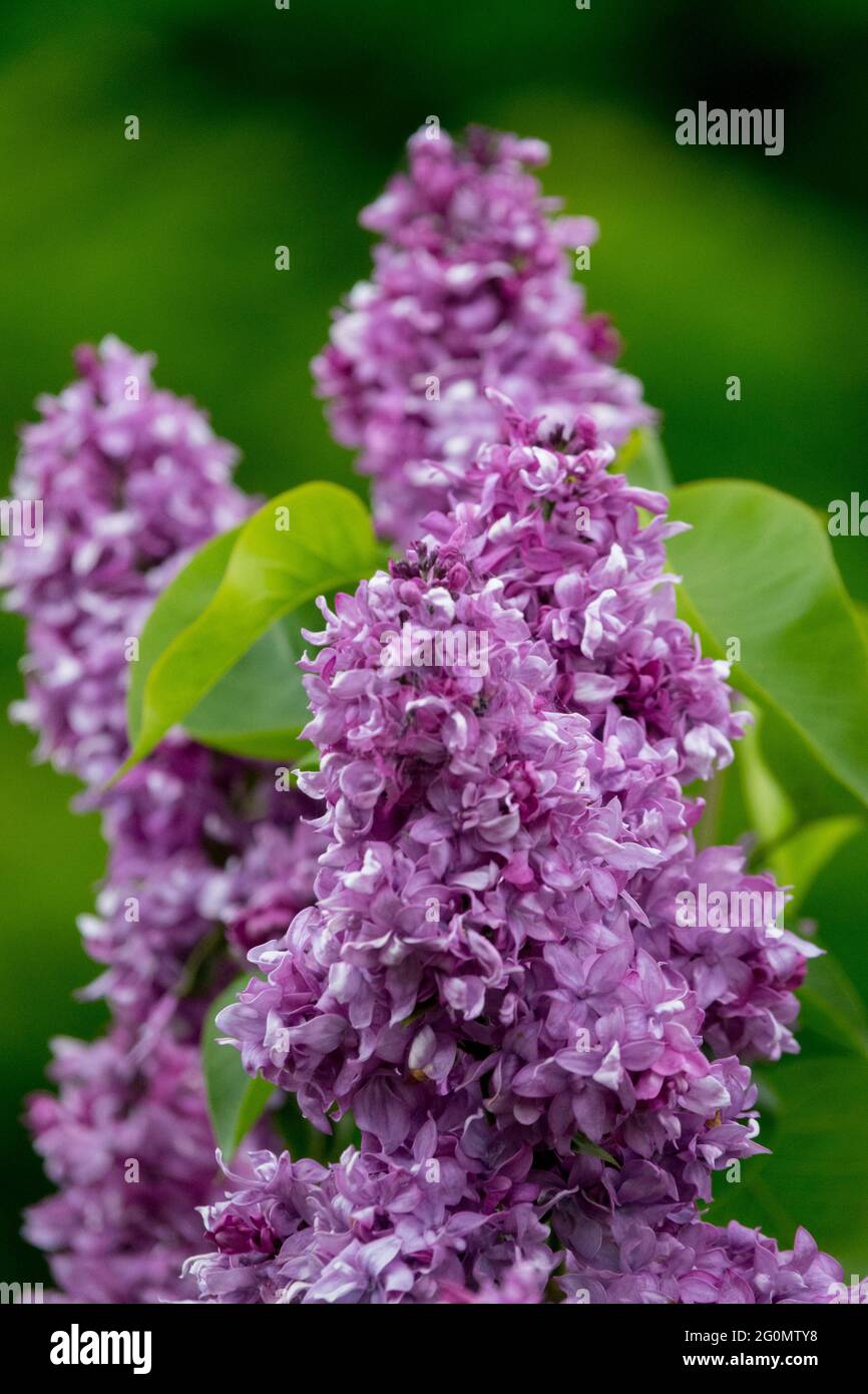 Syringa vulgaris Anne Tighe Spring Syringa Lilac Plant Panicles Stock ...