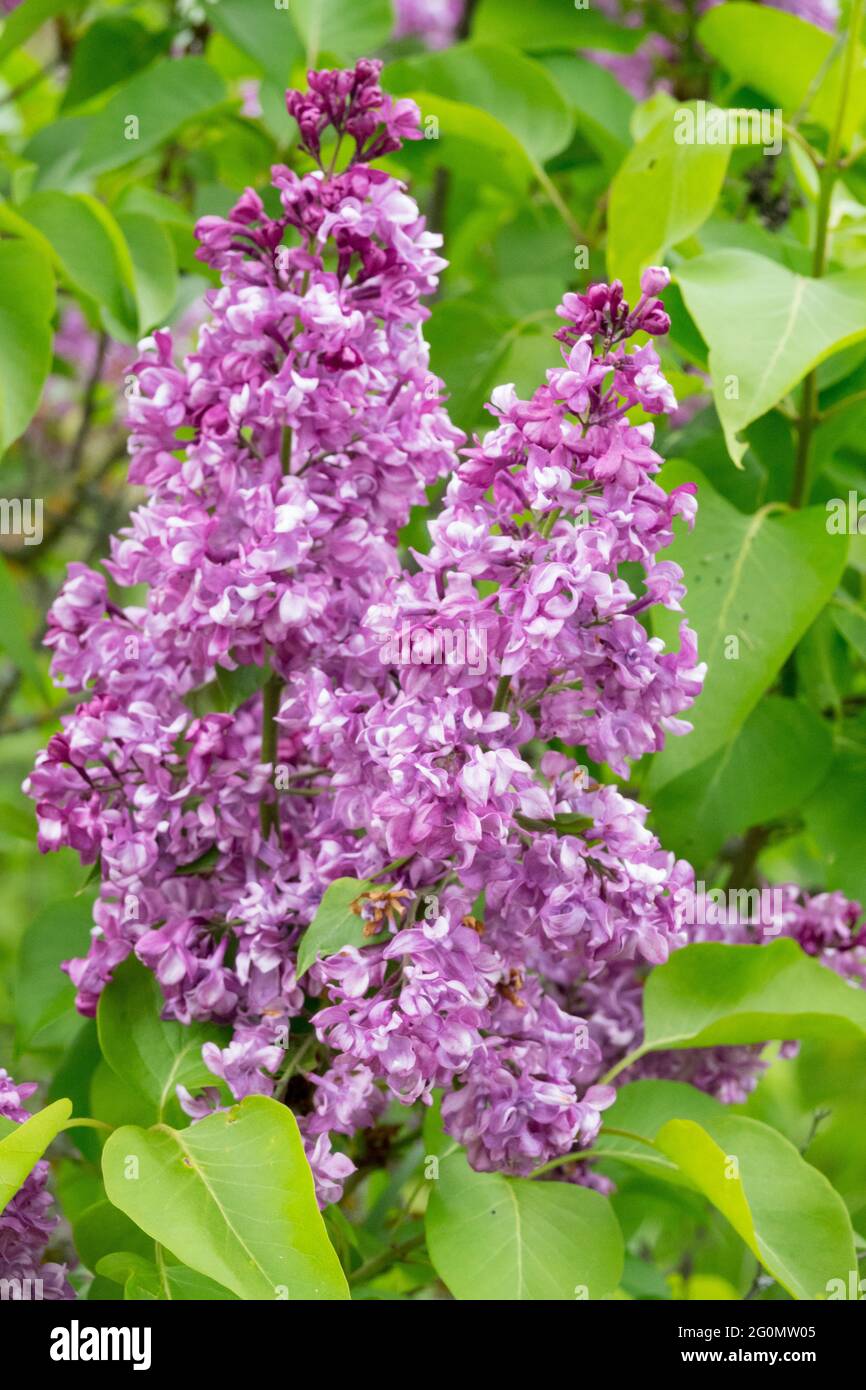 Common purple lilac syringa vulgaris hi-res stock photography and ...