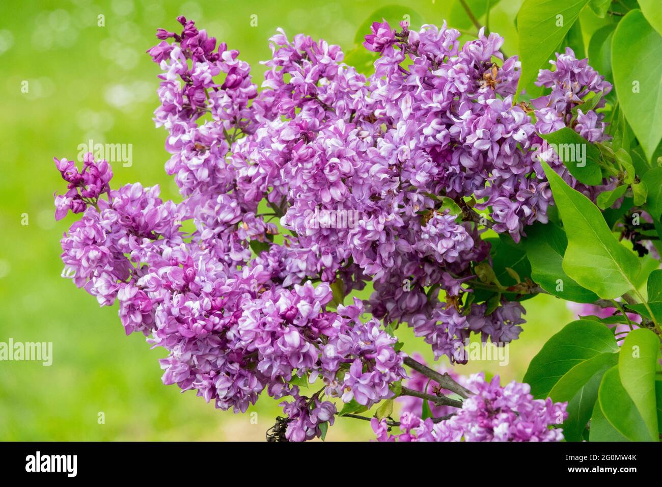 Syringa vulgaris mrs edward harding hi-res stock photography and images ...