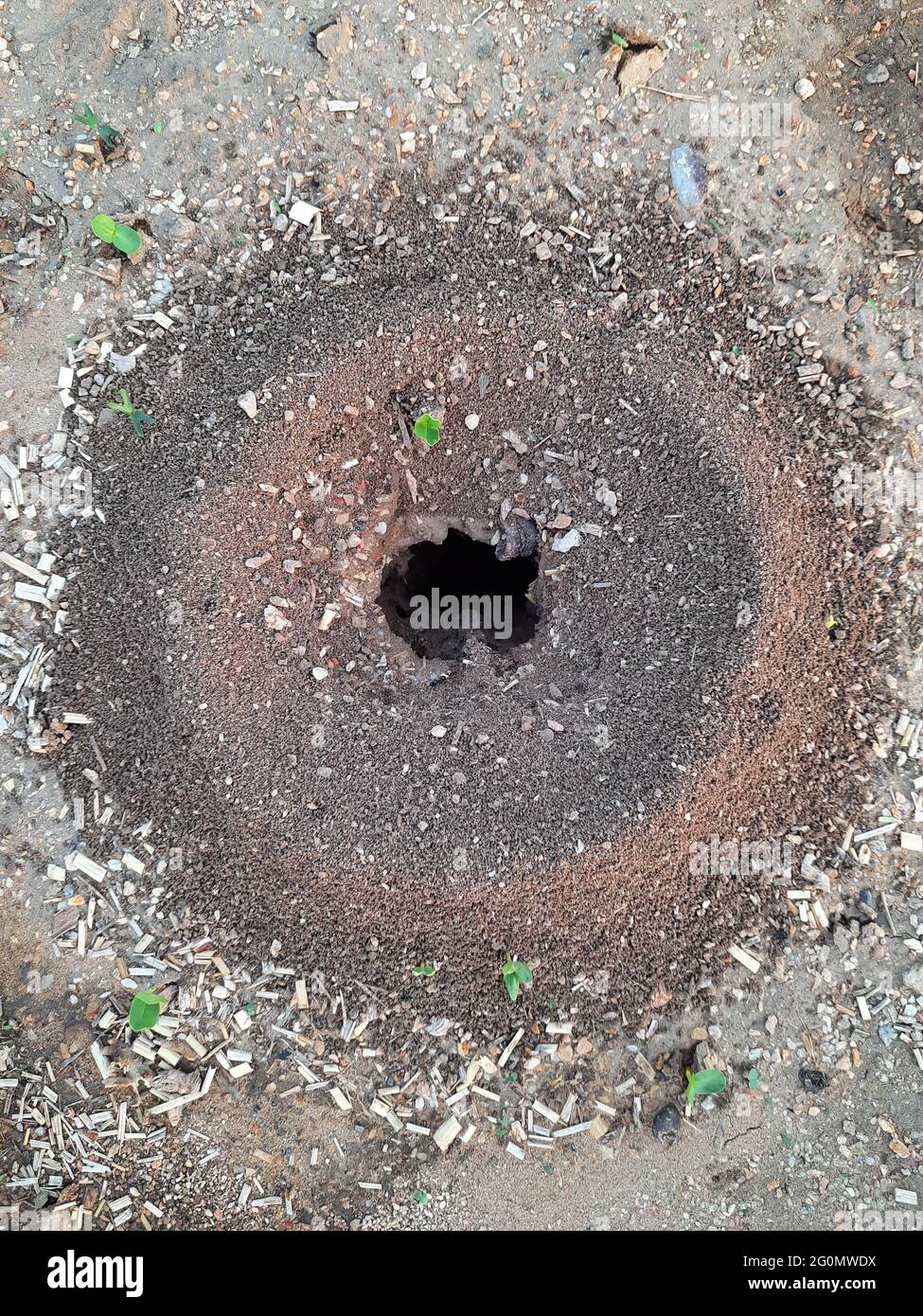 Top view shot of an ant nest made in the park Stock Photo - Alamy