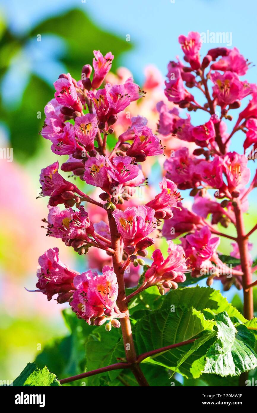 Red flowered chestnut tree hi-res stock photography and images - Alamy