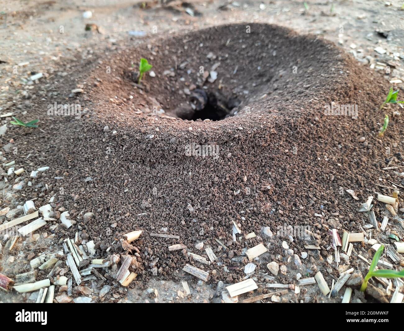 Closeup shot ant nest hi-res stock photography and images - Alamy