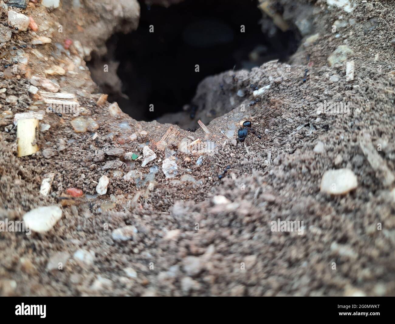 Closeup shot ant nest hi-res stock photography and images - Alamy