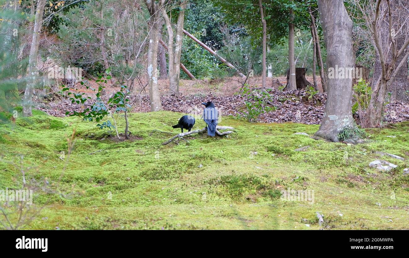 Japanese large billed crows hi-res stock photography and images - Alamy