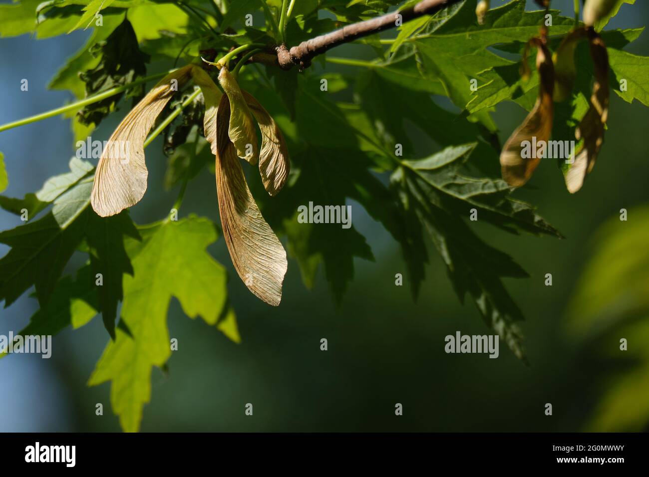 Maple tree seedling hi-res stock photography and images - Alamy