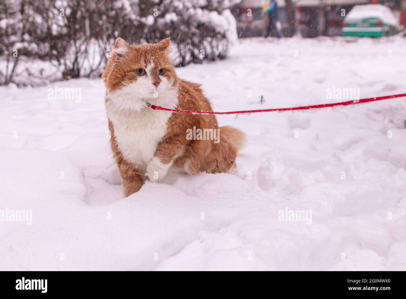 Beautiful furry orange cat in the snow on a leash Stock Photo - Alamy