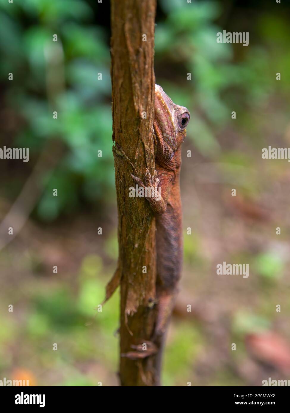 Macro photography of a brown gecko almost camouflaged on a branch ...