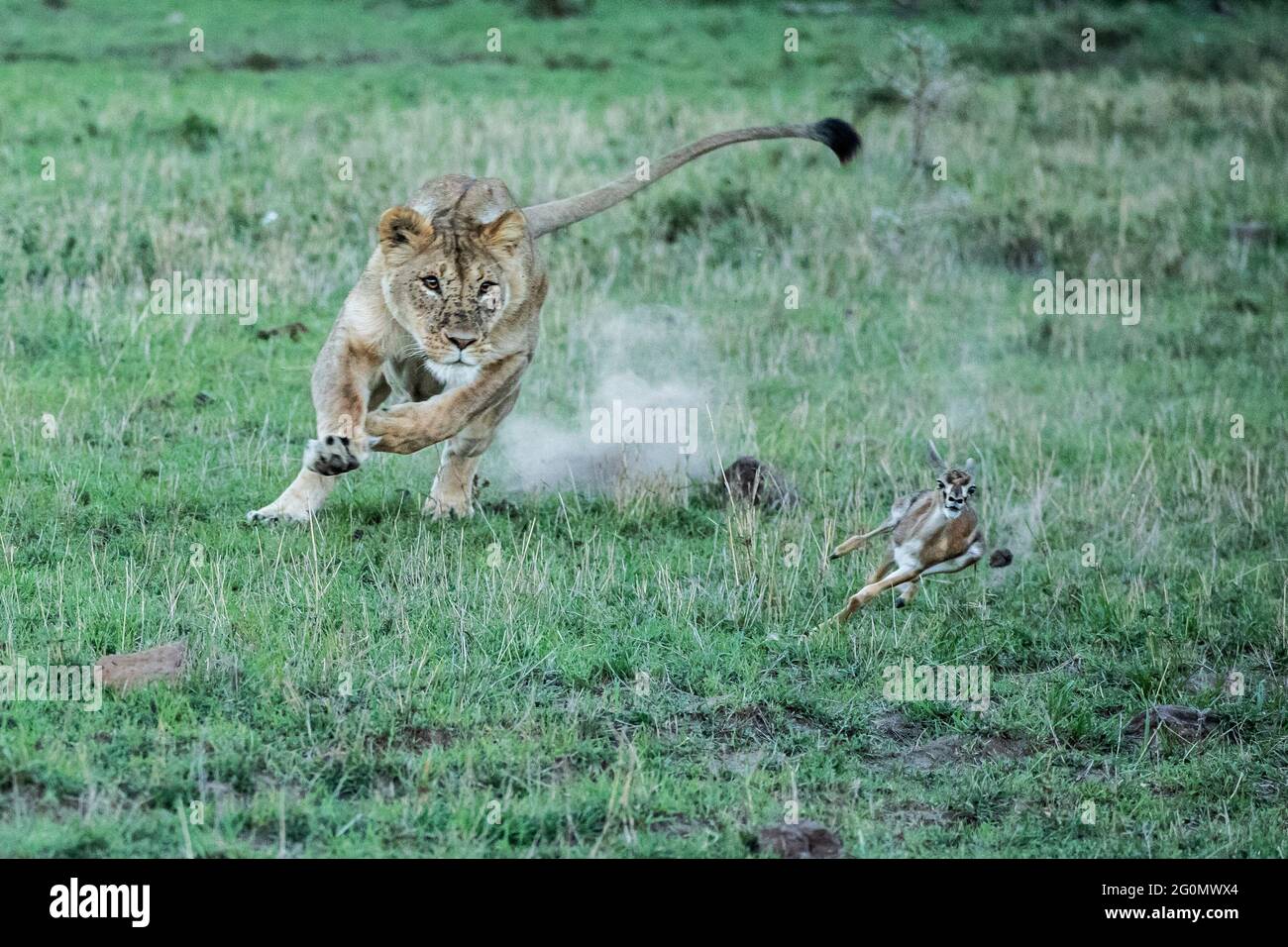 Baby Gazelle And Lion