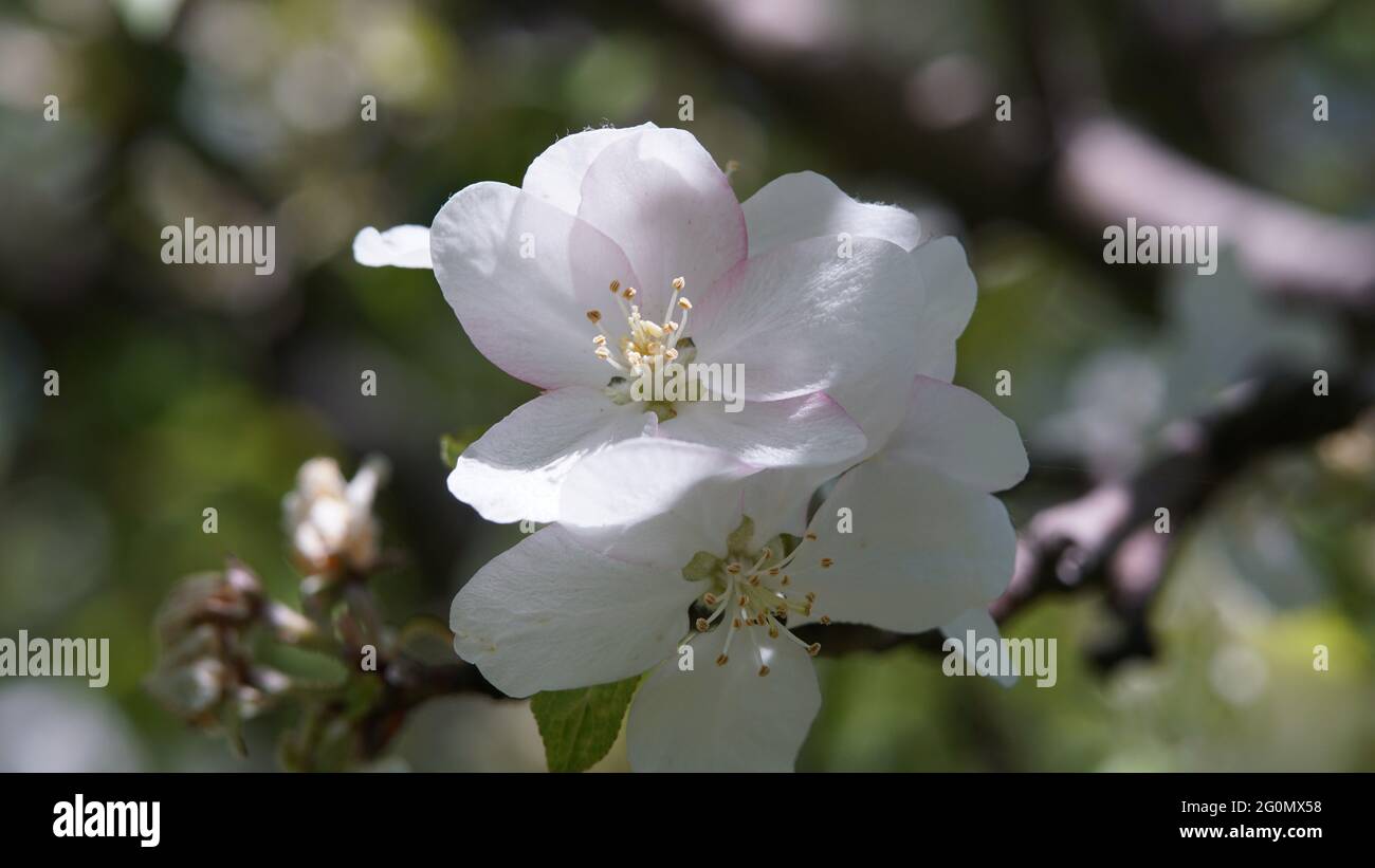 White flower grown on a tree twig in spring Stock Photo - Alamy