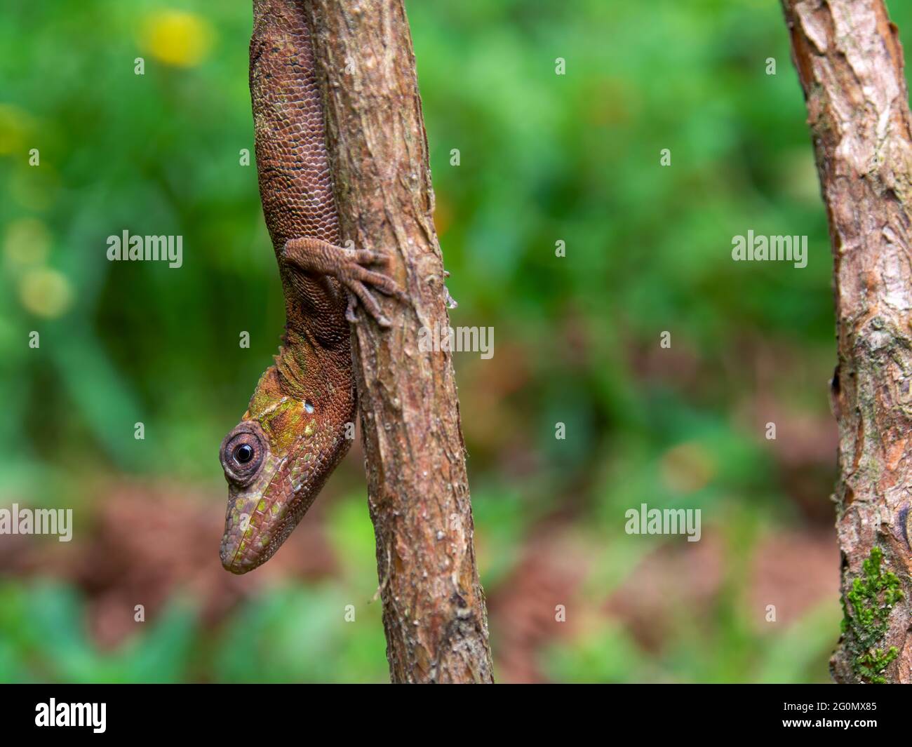 Macro photography of a brown gecko almost camouflaged on a branch ...
