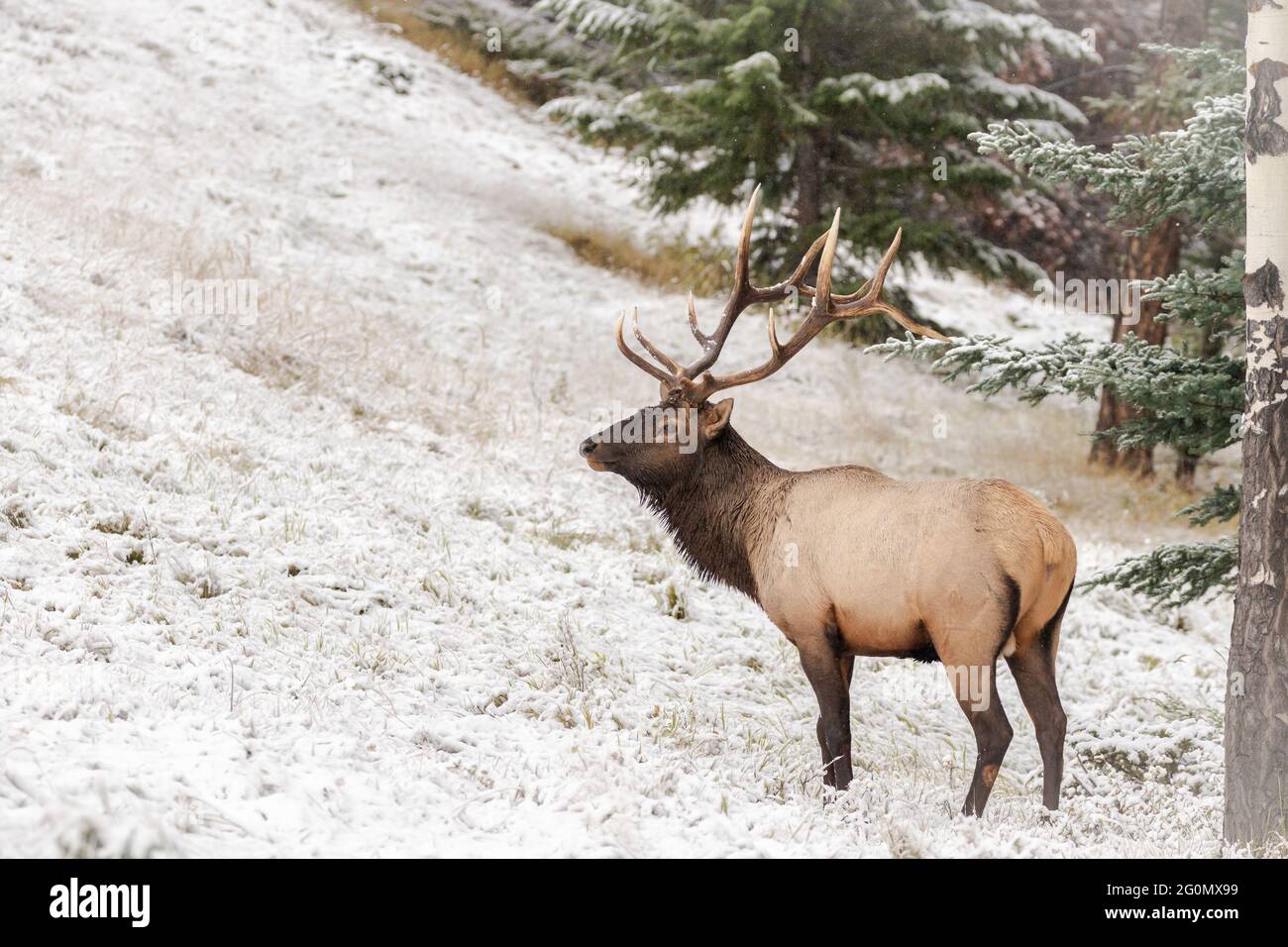 Beautiful elk in the field covered with snow Stock Photo - Alamy