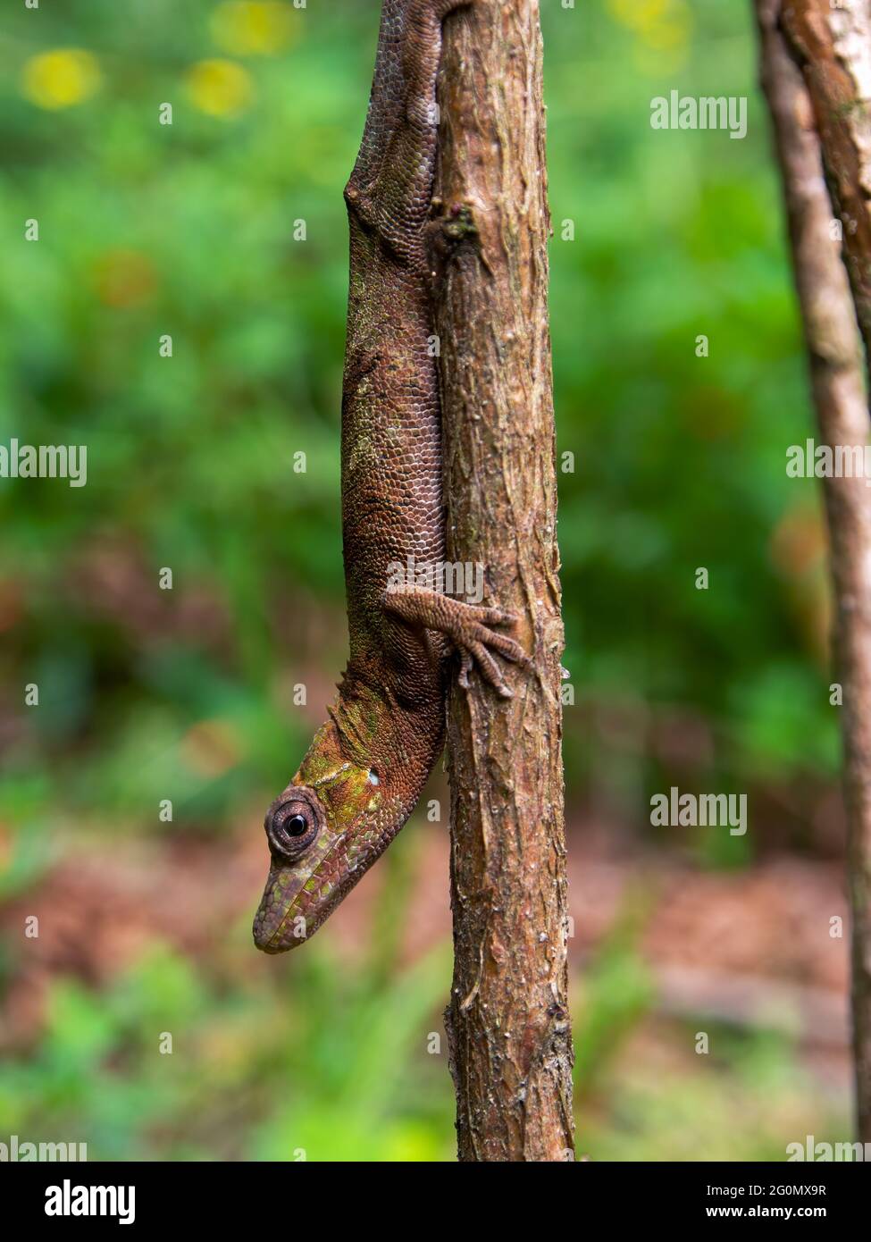 Macro photography of a brown gecko almost camouflaged on a branch ...